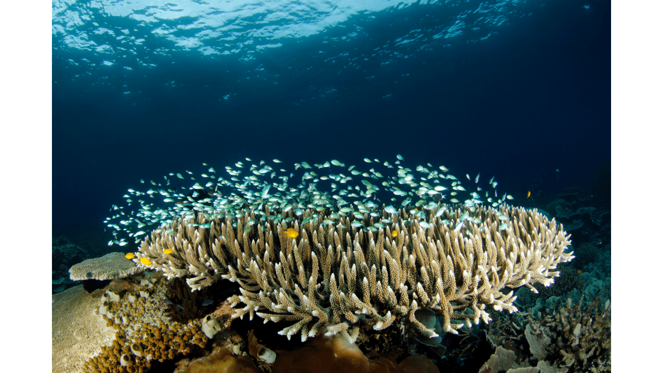Diving Deeper: The Maldives' Diverse Marine Ecosystem and Climate ...